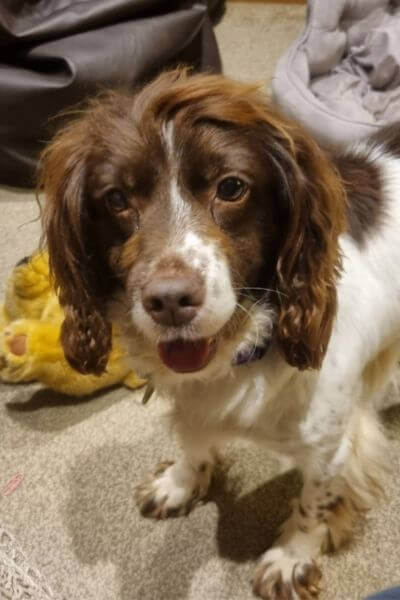 Support Birmingham Dogs Home