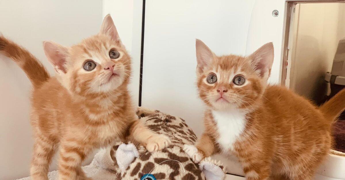 Support Oak Tree Animals' Charity